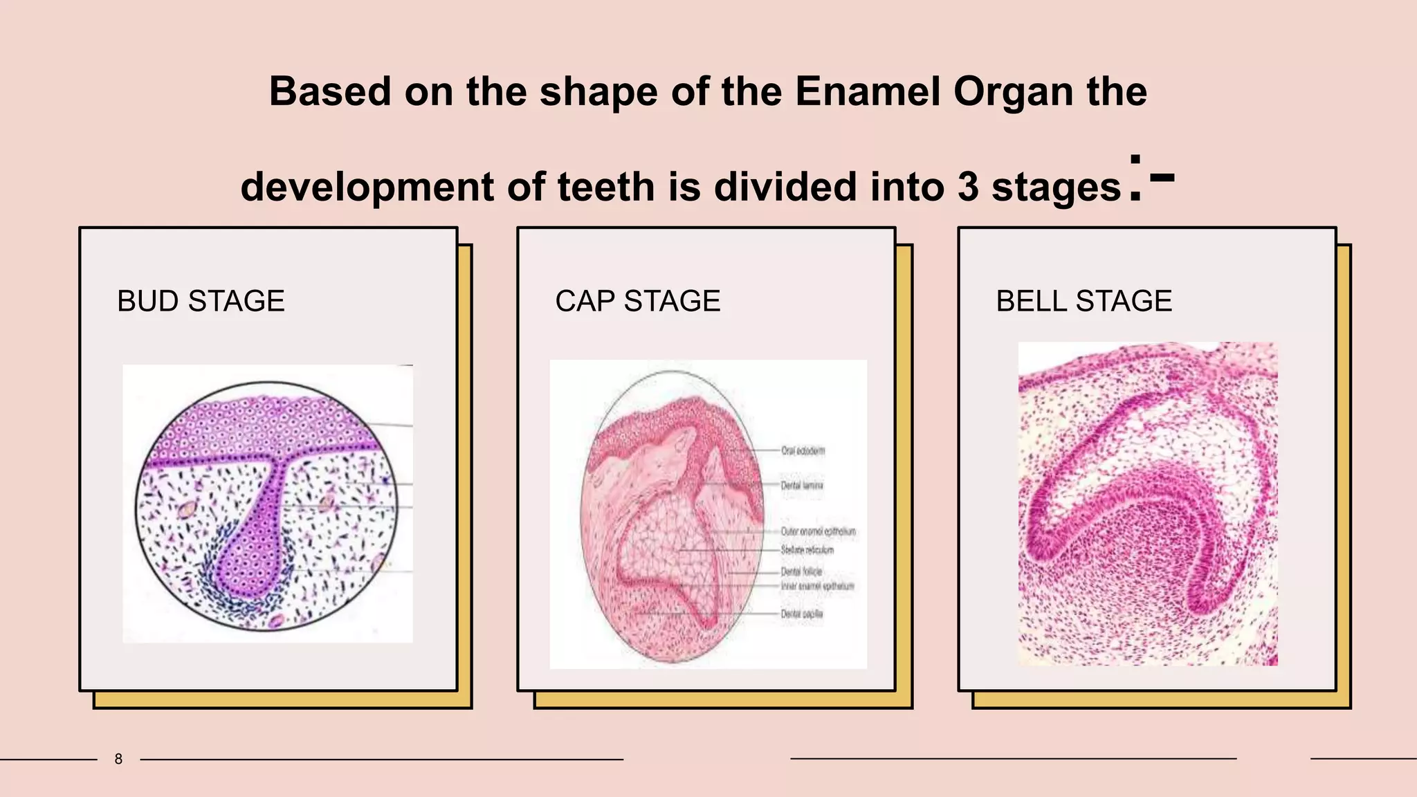 tooth development.pptx