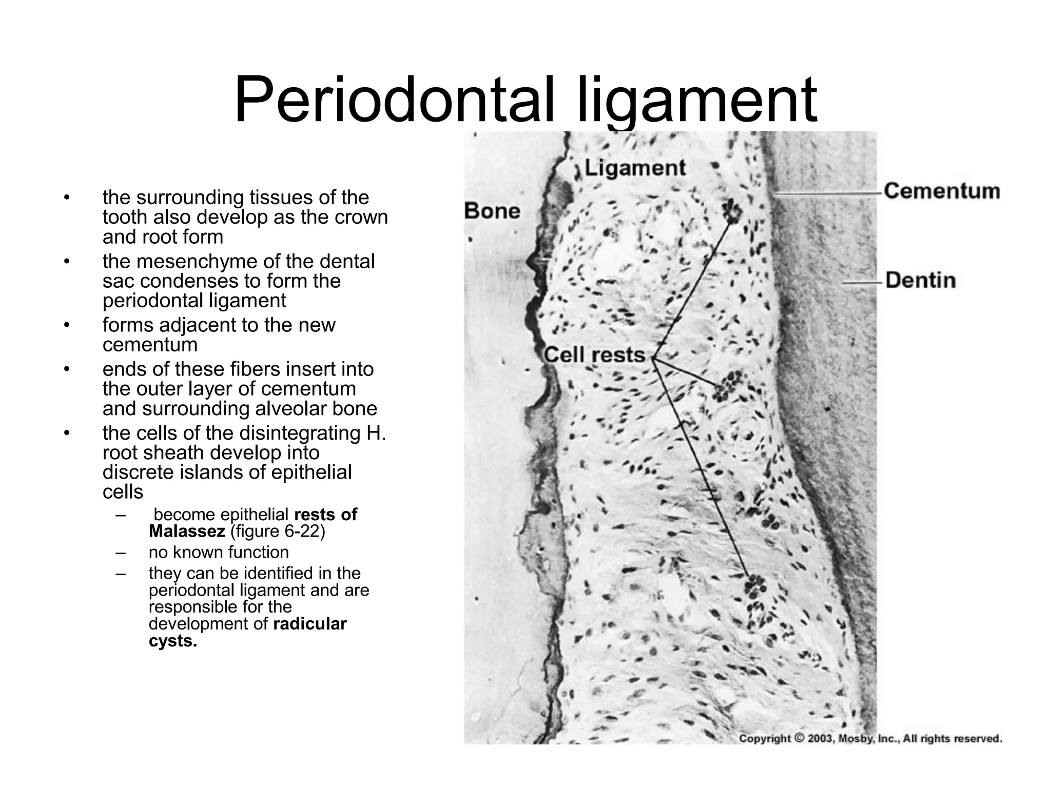 ToothDevelopment.lecture for bds level 1 | PDF