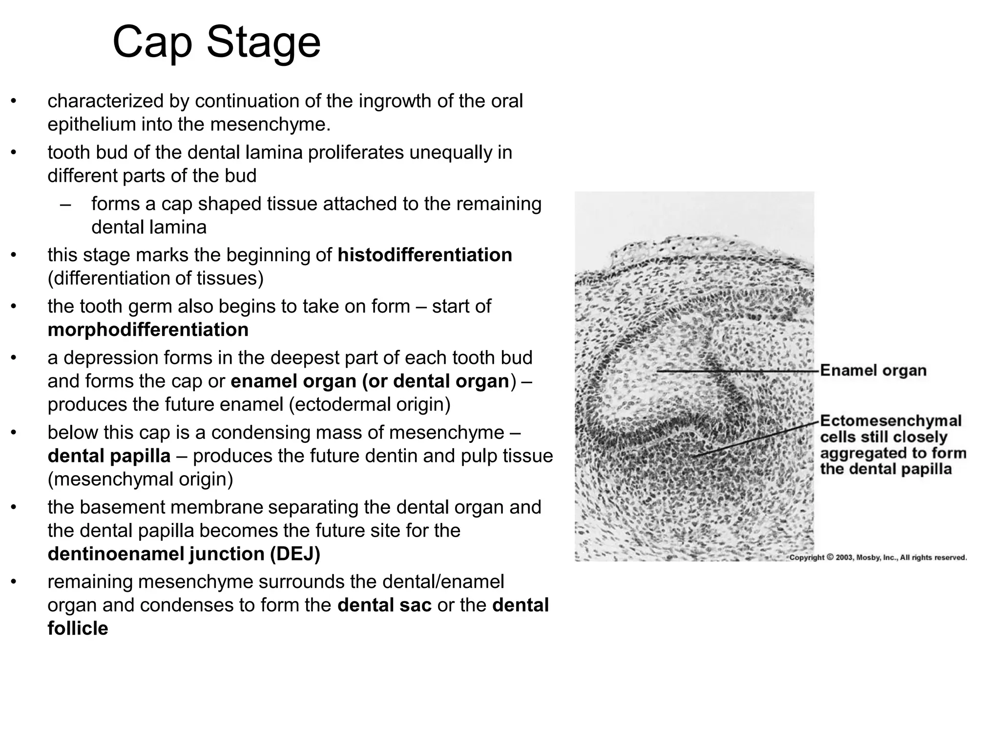 ToothDevelopment.lecture for bds level 1 | PDF