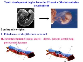 Tooth development med.gen.engl