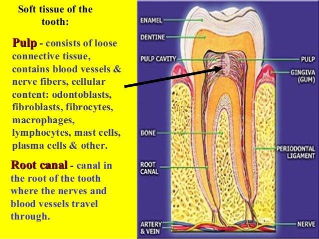 Tooth development med.gen.engl