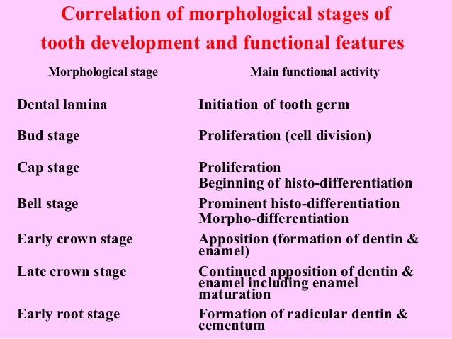 Tooth development med.gen.engl