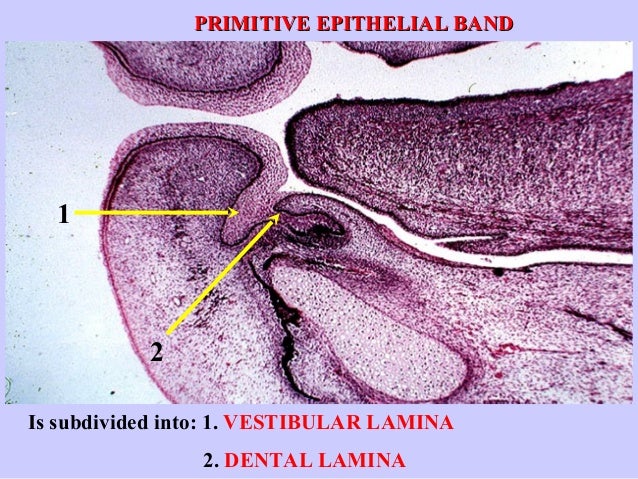 Tooth development med.gen.engl
