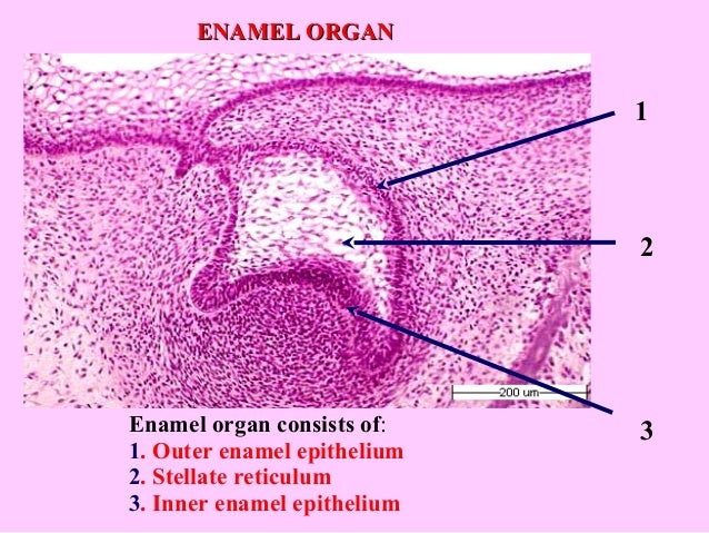 Tooth development med.gen.engl