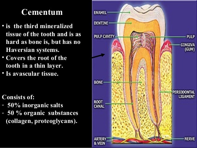 Tooth development med.gen.engl