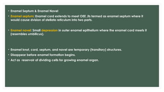 TOOTH DEVELOPMENT and its stages-Presentation | PPTX