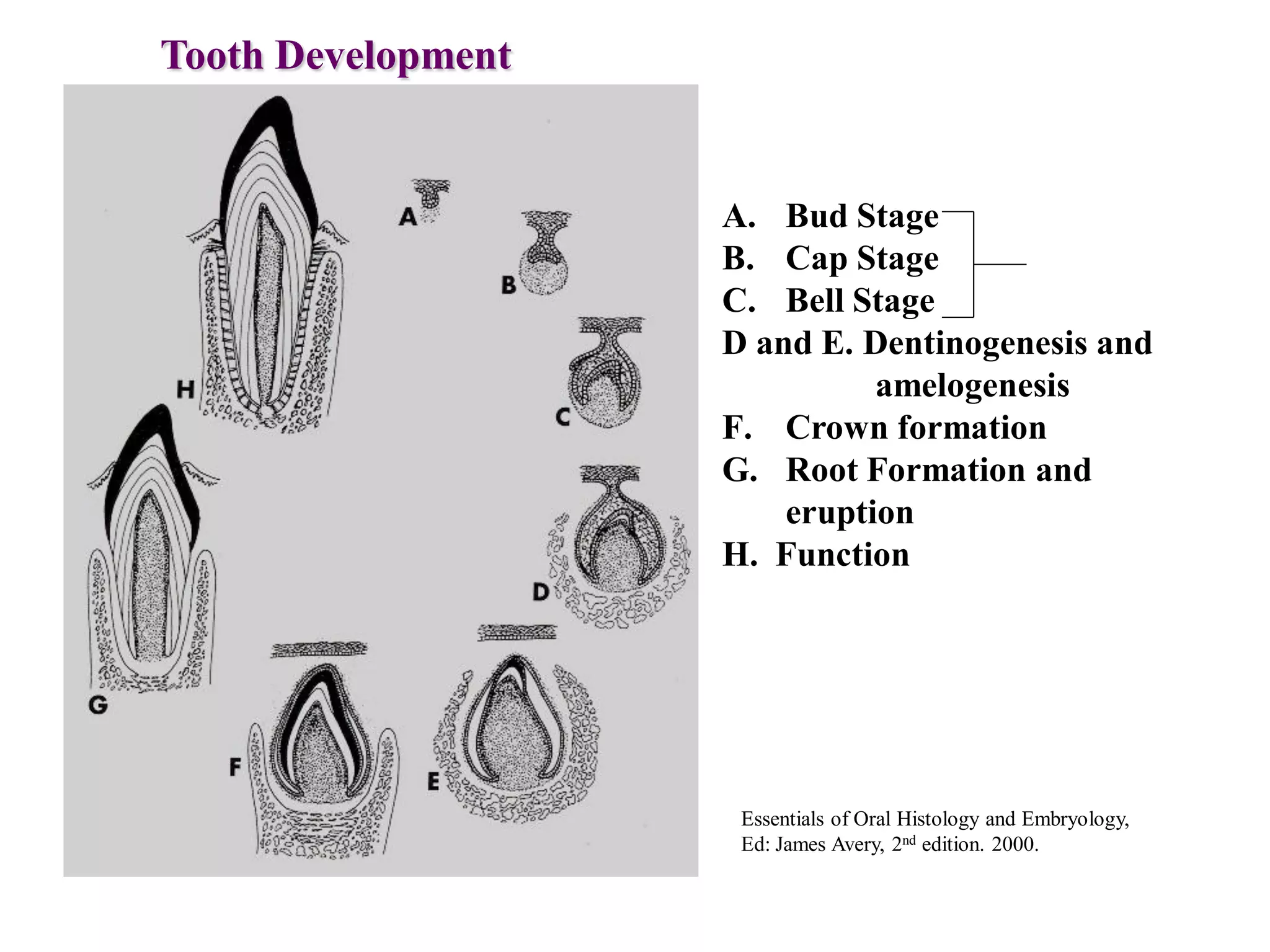 Tooth development 07.ppx