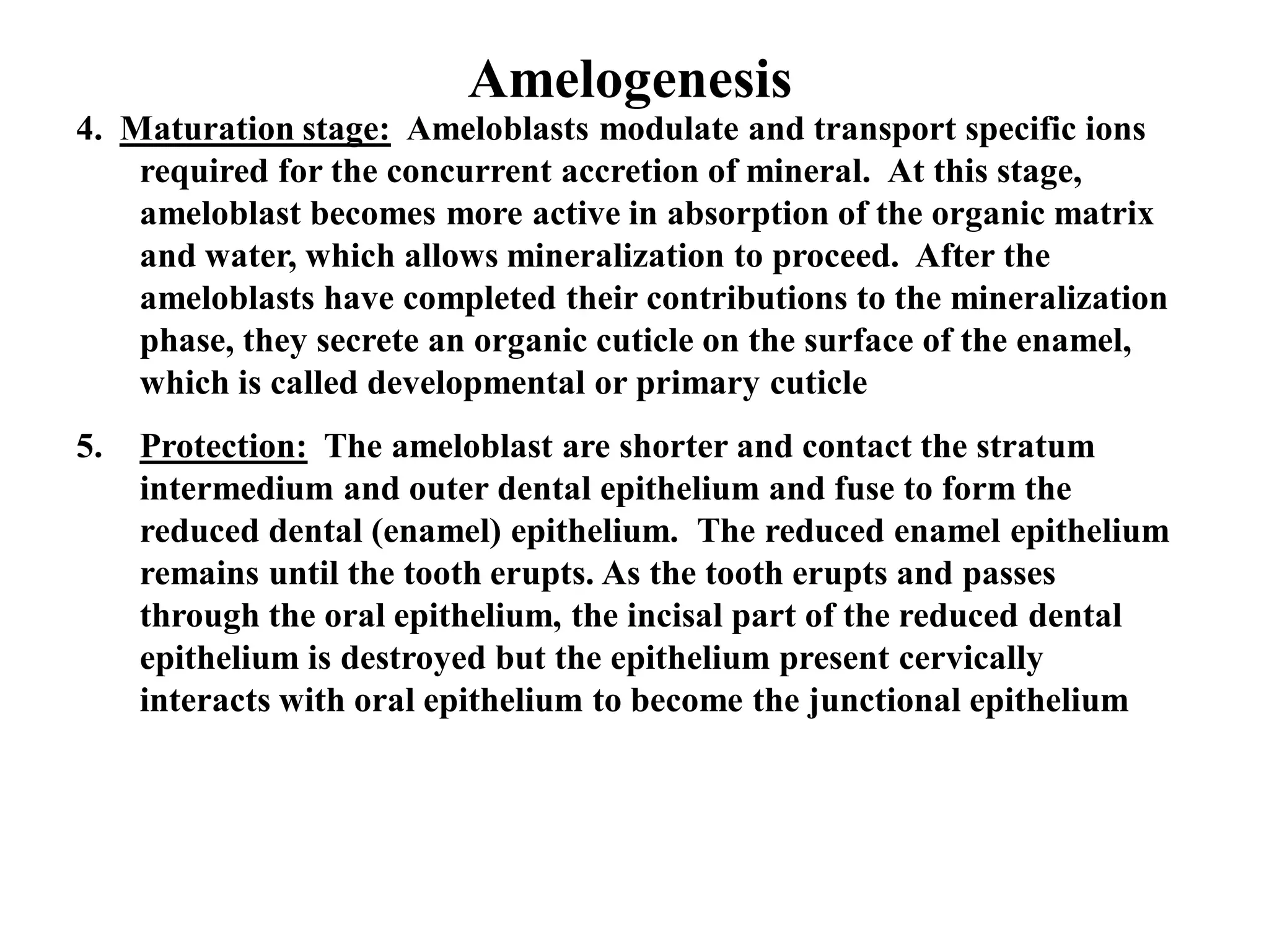Tooth development 07.ppx