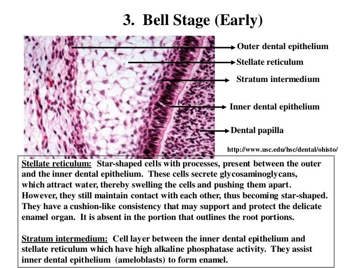 Tooth development 07.ppx