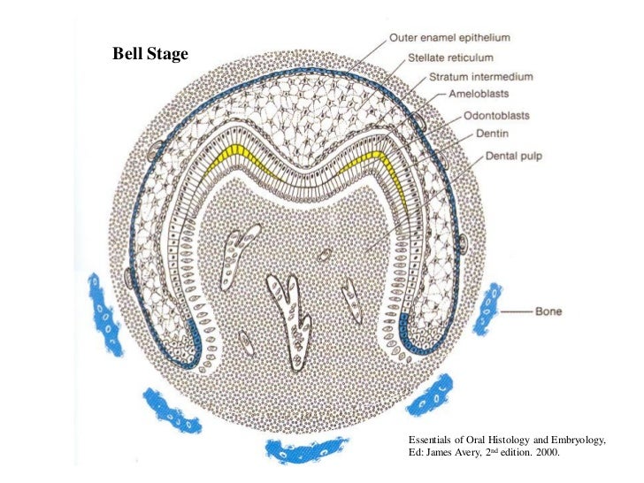 Tooth development 07.ppx