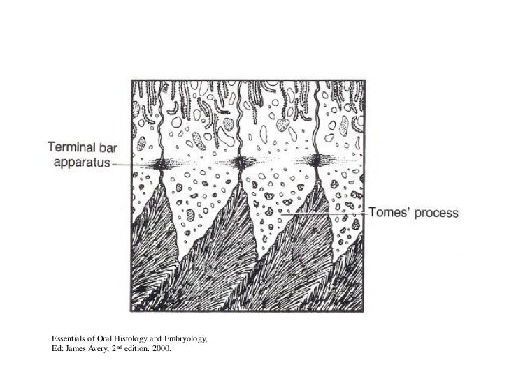 Tooth development 07.ppx