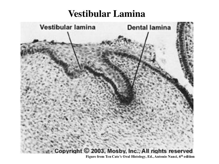 Tooth development 07.ppx
