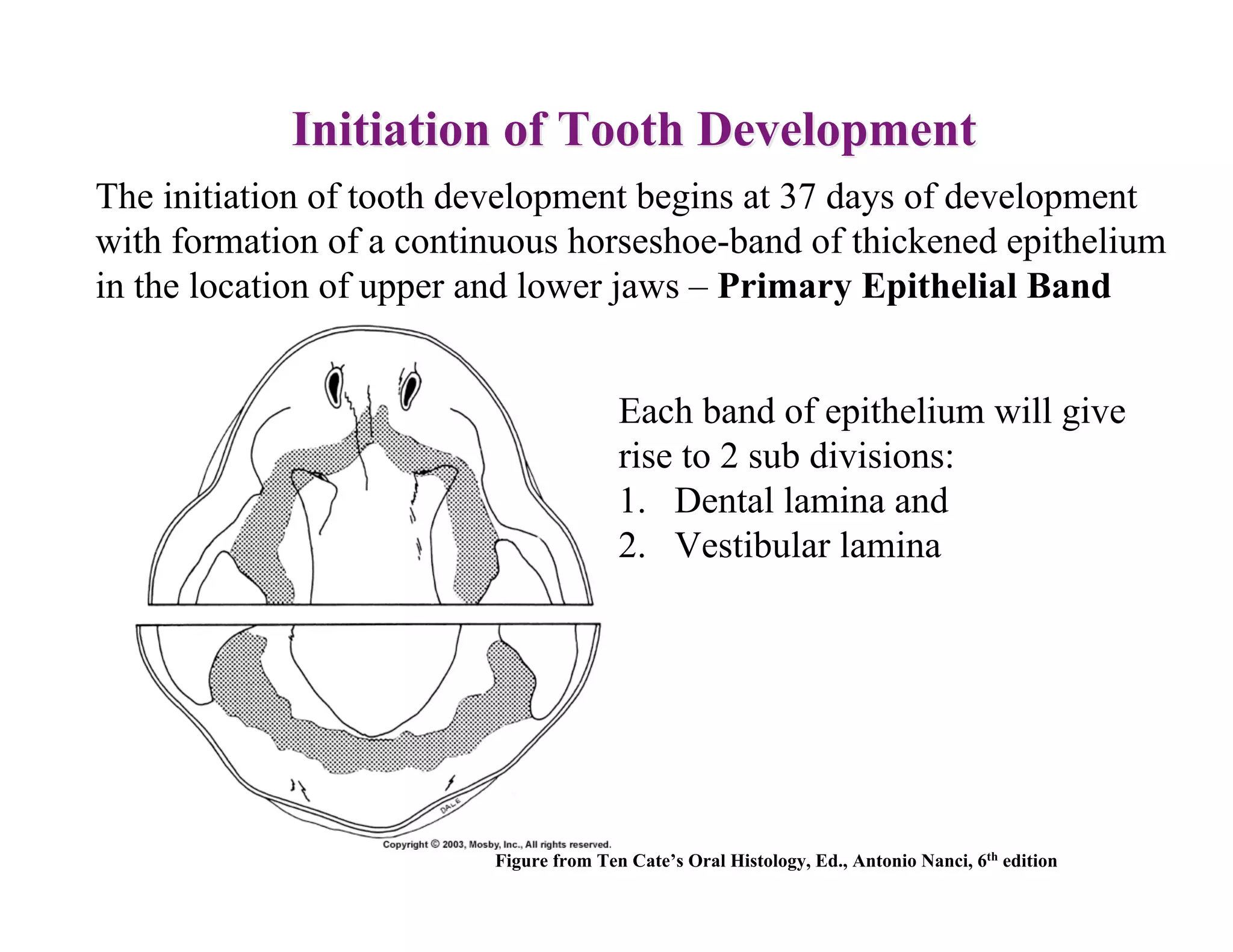 Tooth development 08 opt | PDF