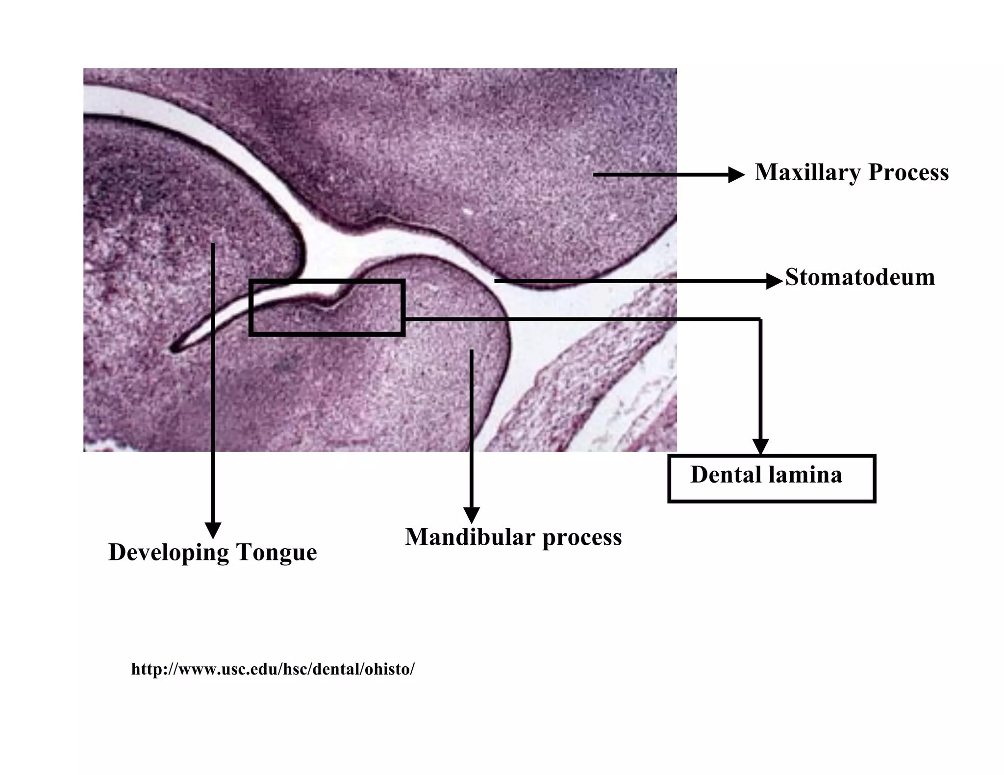 Tooth development 08 opt | PDF