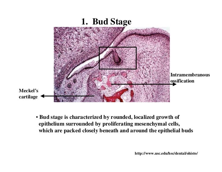 Tooth development 08 opt