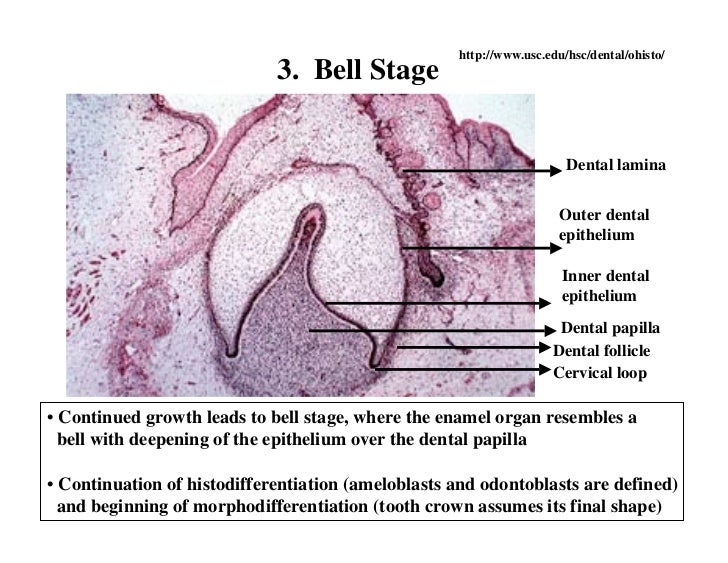 Tooth development 08 opt