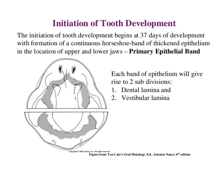 Tooth development 08 opt