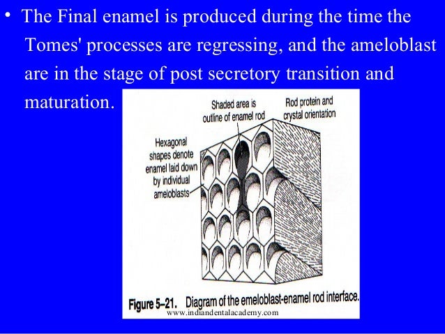 Tooth development / dental crown & bridge courses