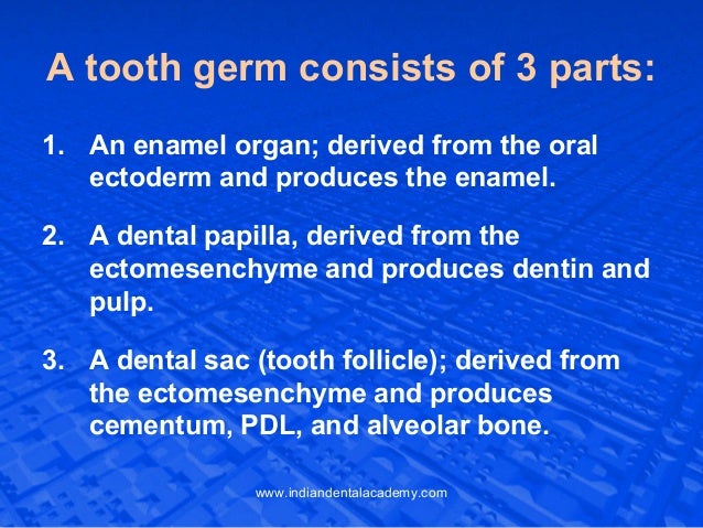Tooth development 3 /certified fixed orthodontic courses by Indian…