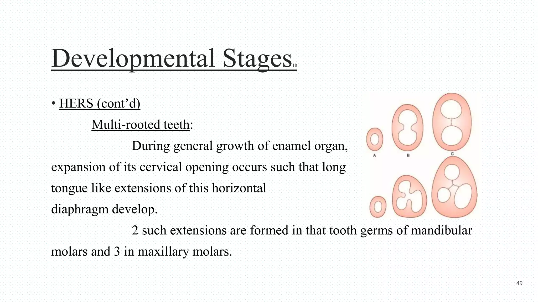 Tooth development and its abnormalities | PPTX