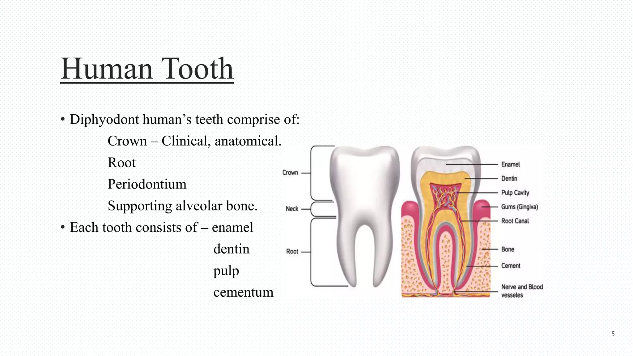 Tooth development and its abnormalities | PPTX