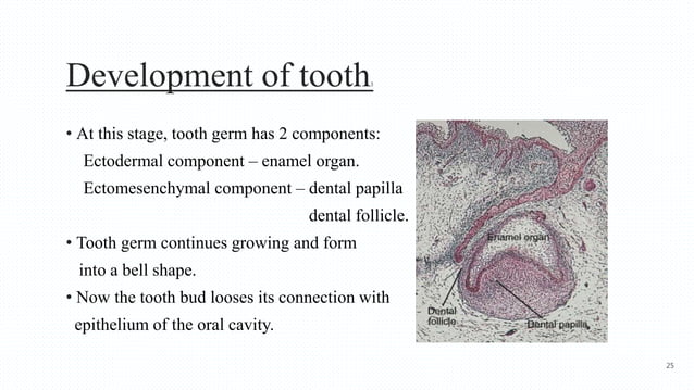 Tooth development and its abnormalities | PPTX | Dental Health ...