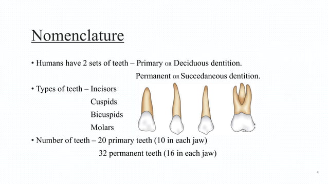 Tooth development and its abnormalities | PPTX | Dental Health ...