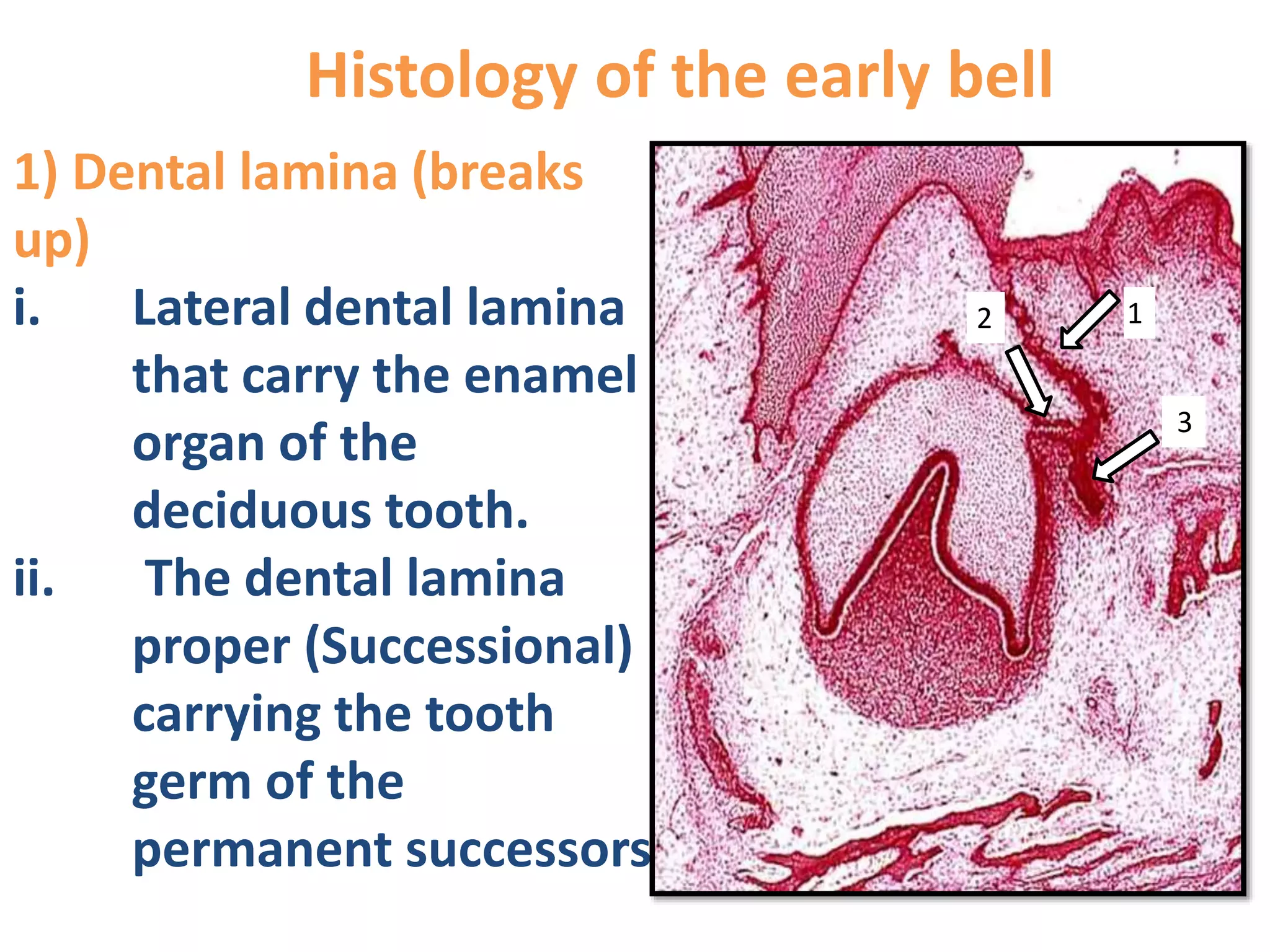 Tooth development | PPTX