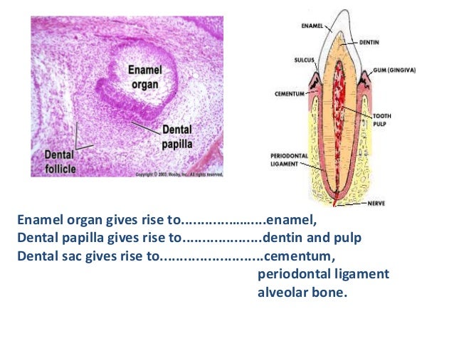 Tooth development