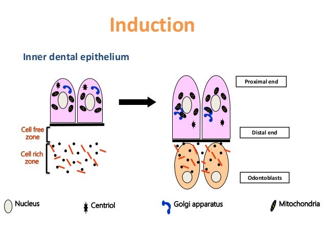 Tooth development