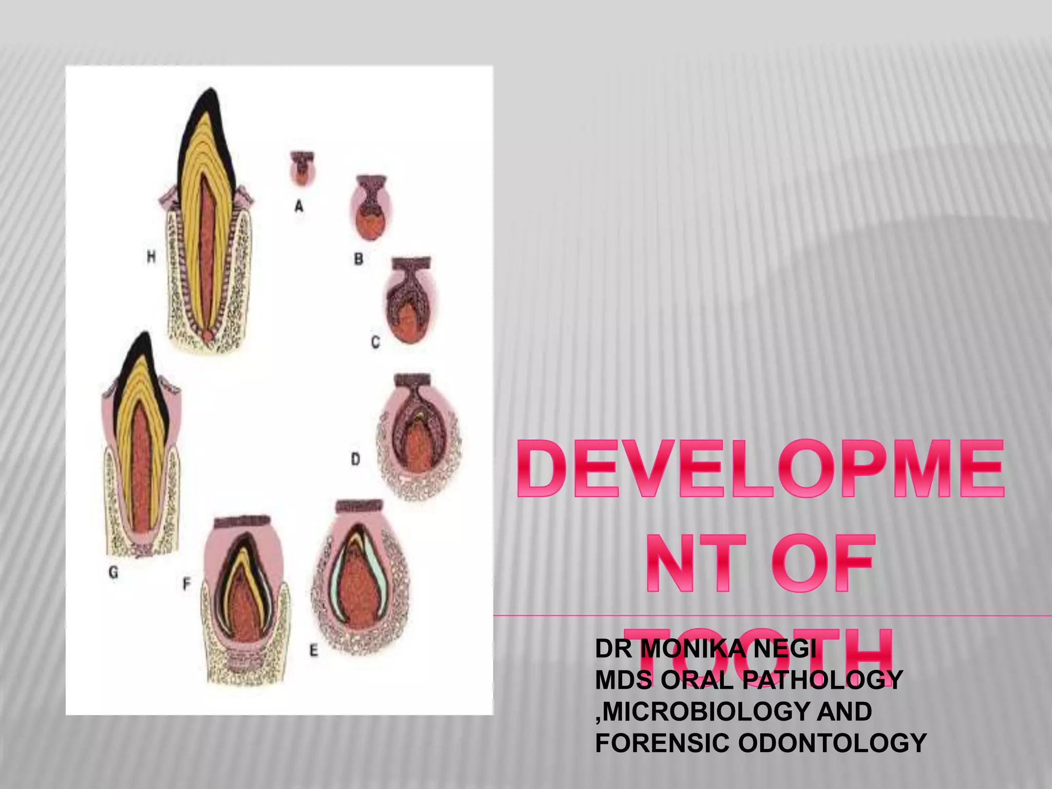 Tooth Development & Molecular aspect | PPTX