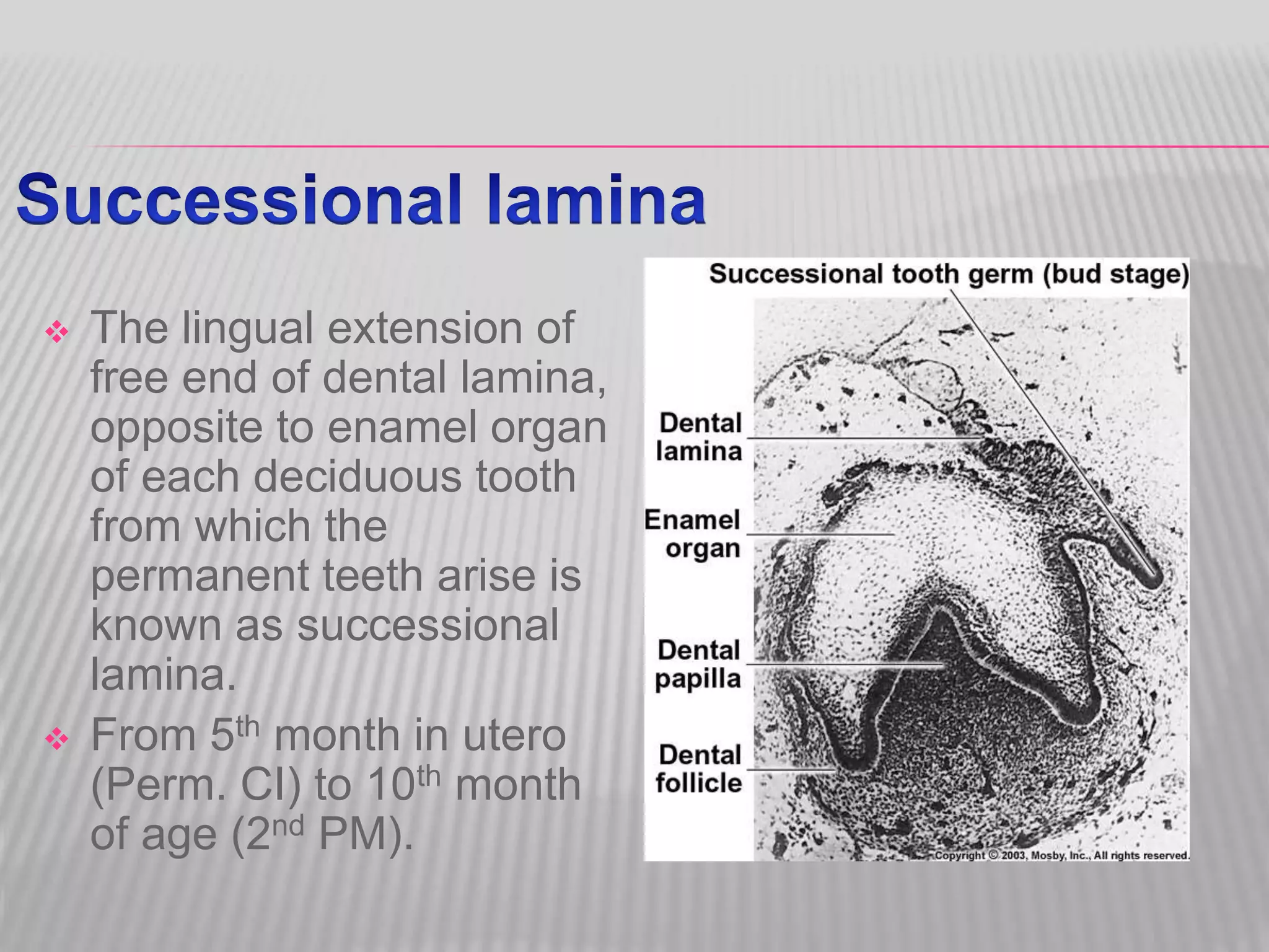 Tooth Development & Molecular aspect | PPTX