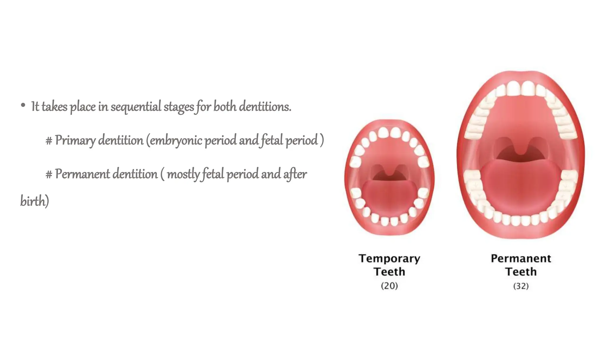 Tooth development along with clinical importance - Oral histology | PPTX