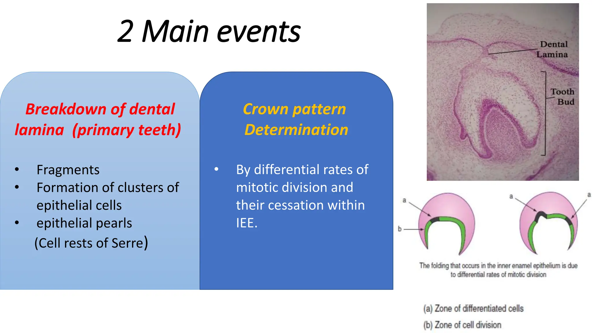 Tooth development along with clinical importance - Oral histology | PPTX