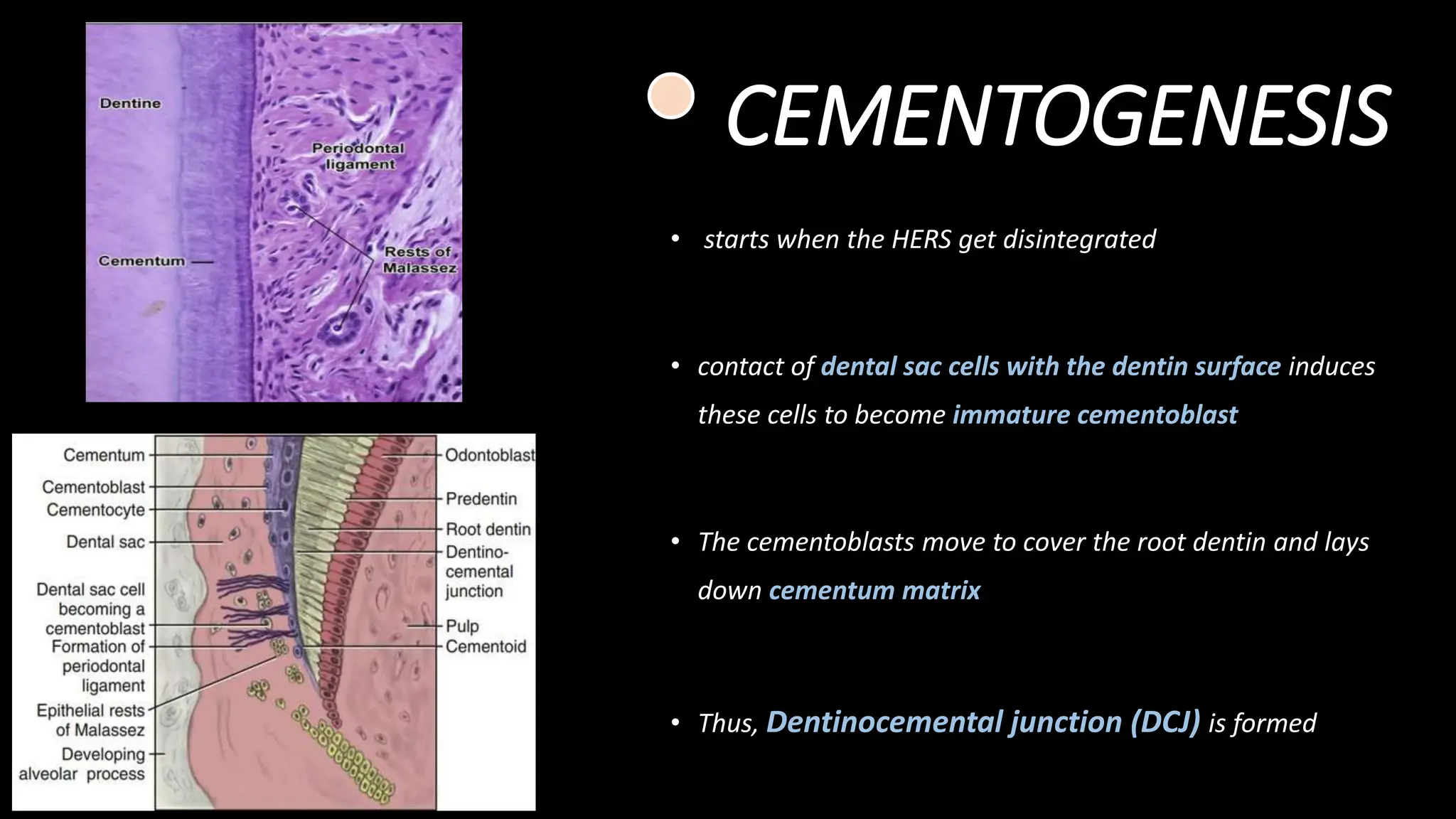 Tooth development along with clinical importance - Oral histology | PPTX