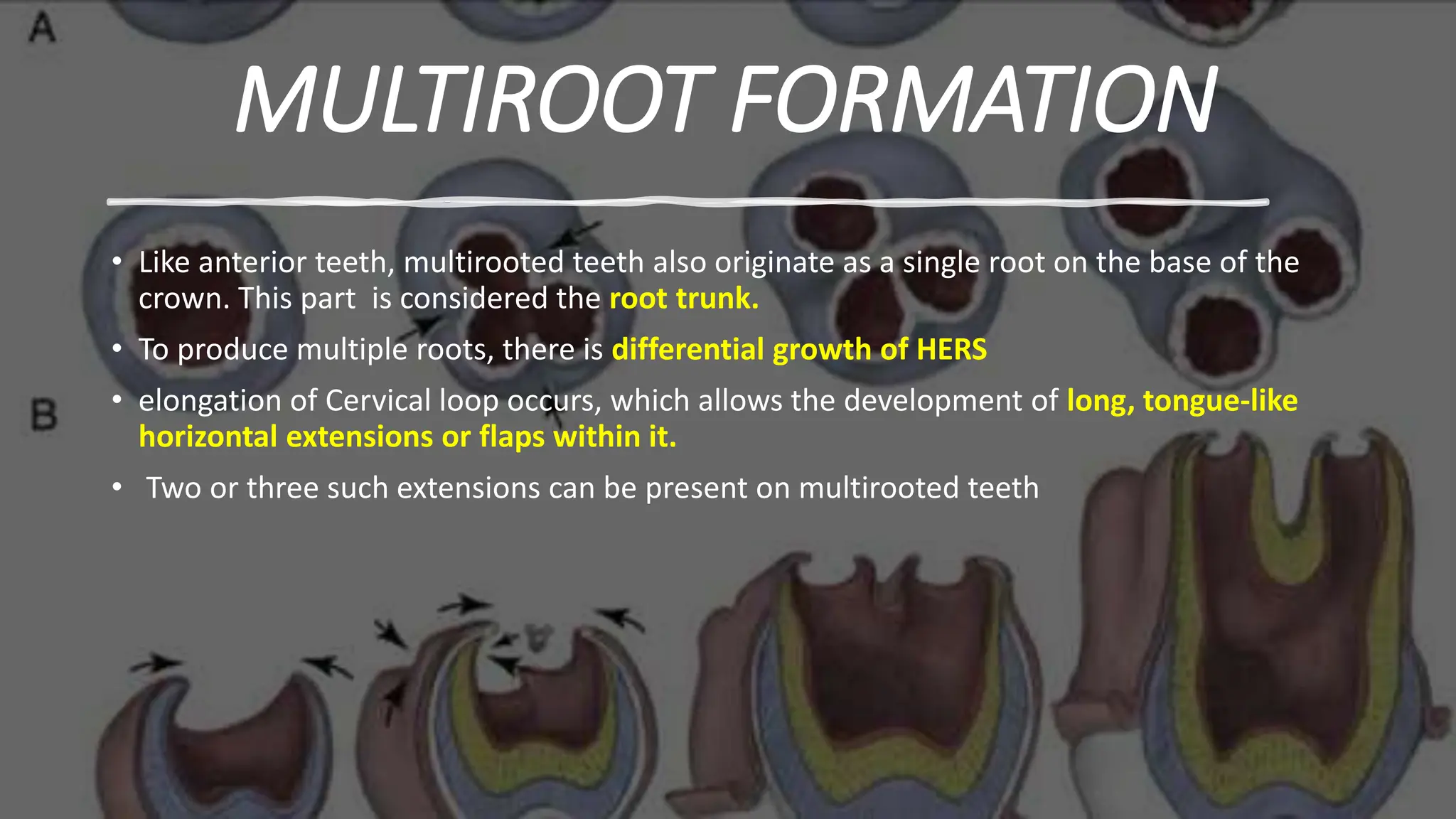 Tooth development along with clinical importance - Oral histology | PPTX