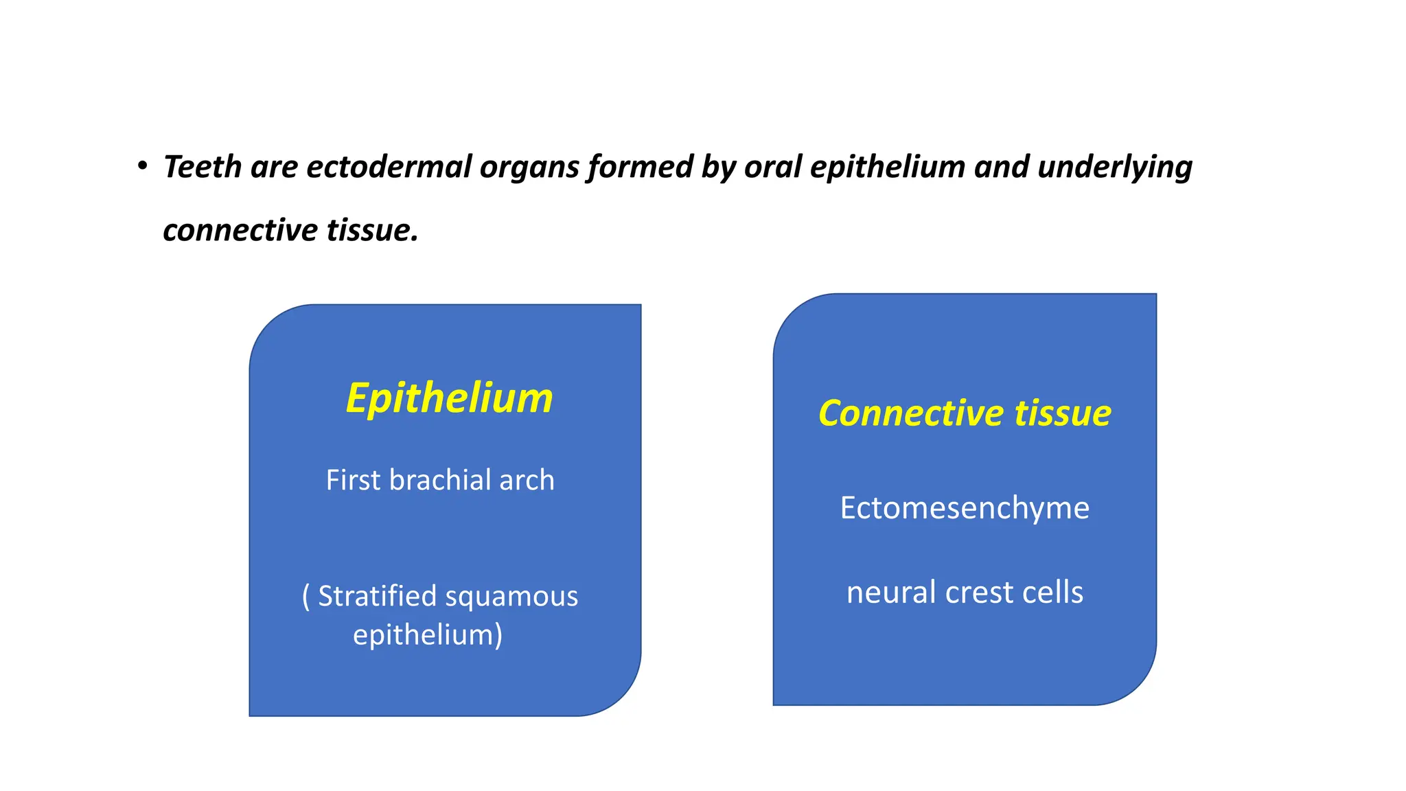 Tooth development along with clinical importance - Oral histology | PPTX