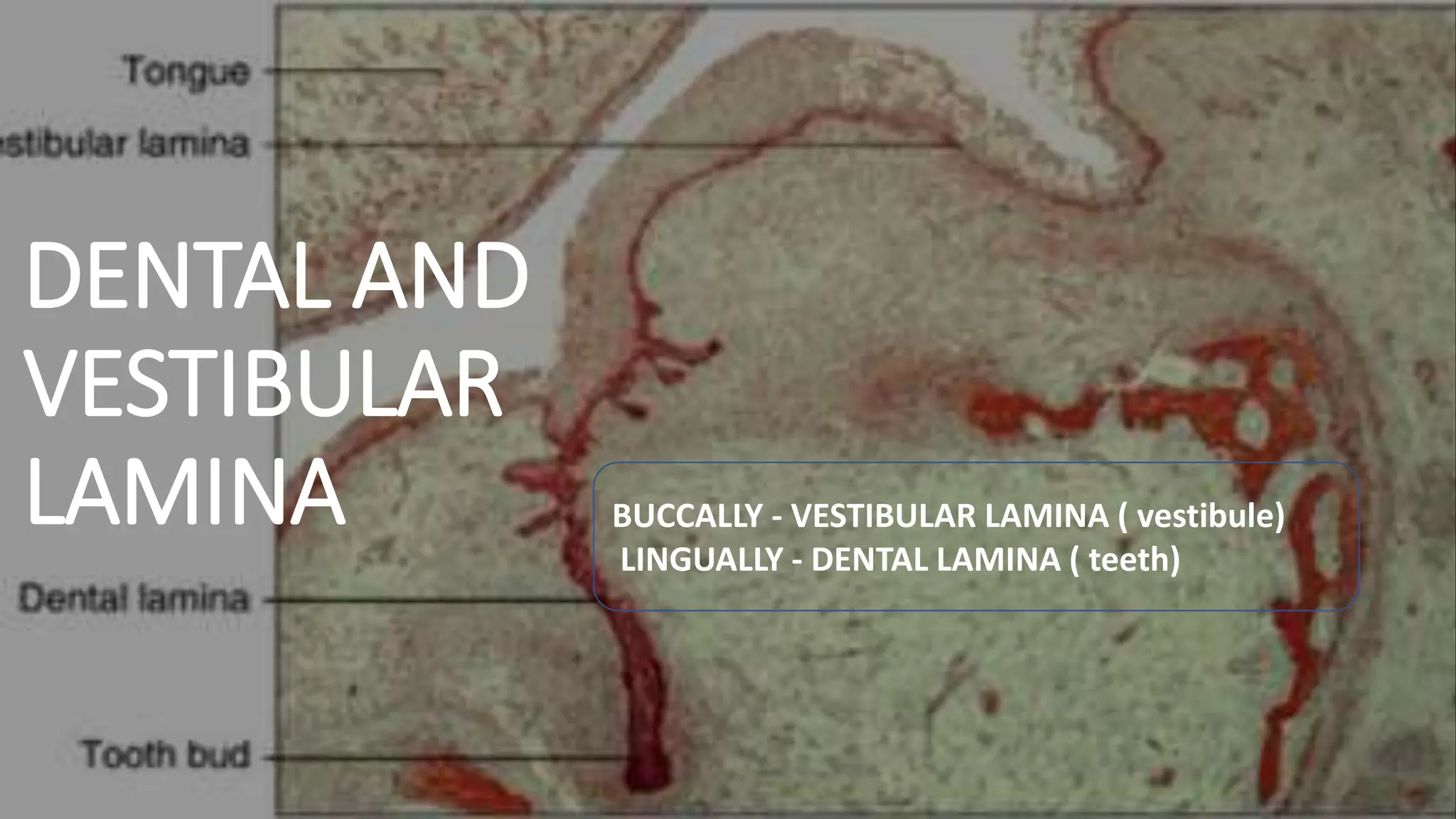 Tooth development along with clinical importance - Oral histology | PPTX