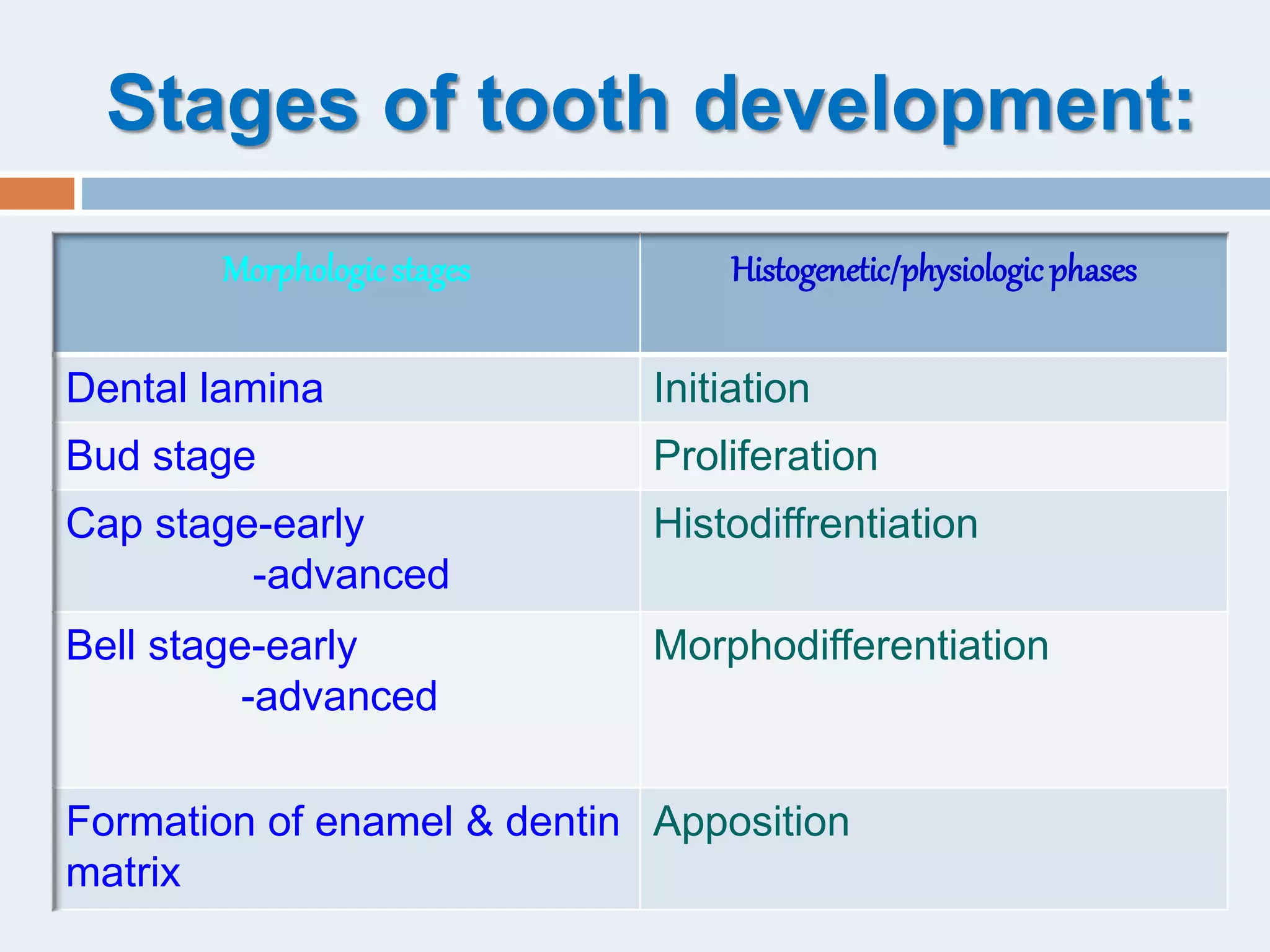 Development of Teeth by Dr.Smitha Rao | PPTX