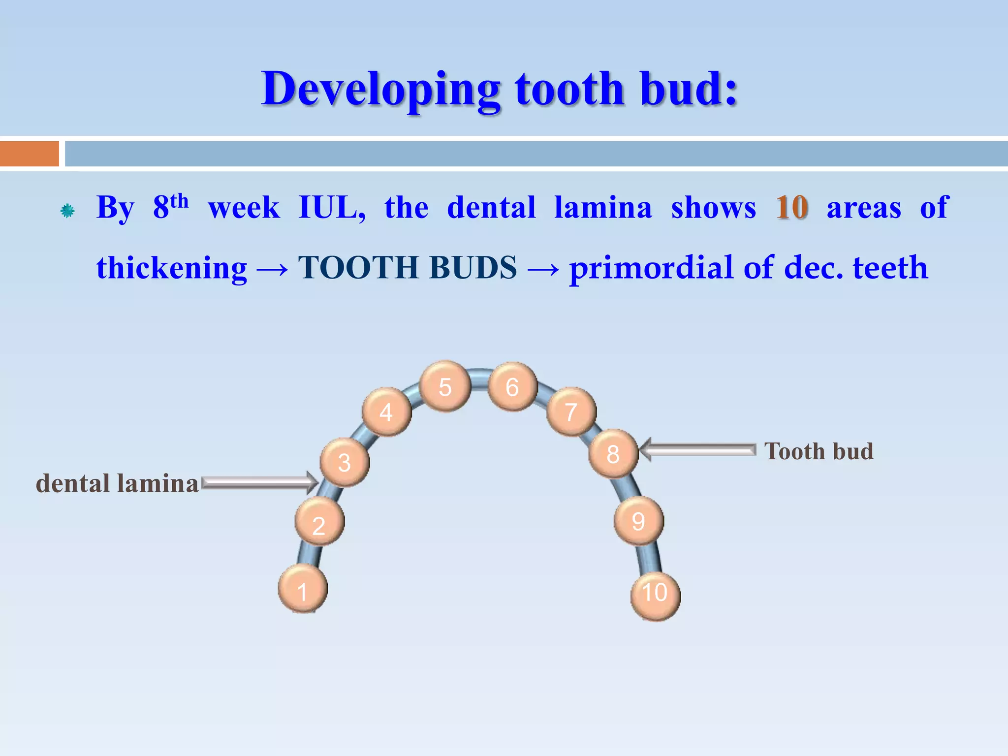 Development of Teeth by Dr.Smitha Rao | PPTX