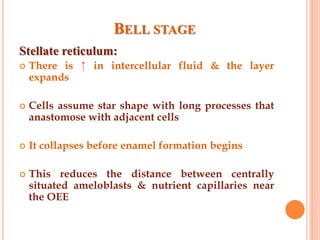 Development of Teeth by Dr.Smitha Rao | PPTX