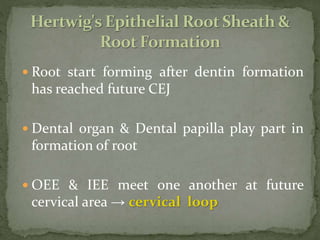 Development of Teeth by Dr.Smitha Rao | PPTX