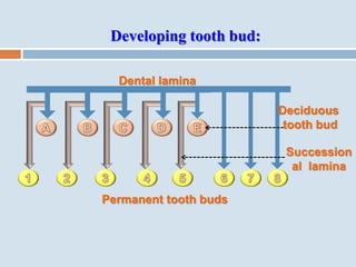 Development of Teeth by Dr.Smitha Rao | PPTX