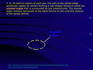Tooth Development | PPT