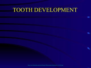 Tooth Development | PPT