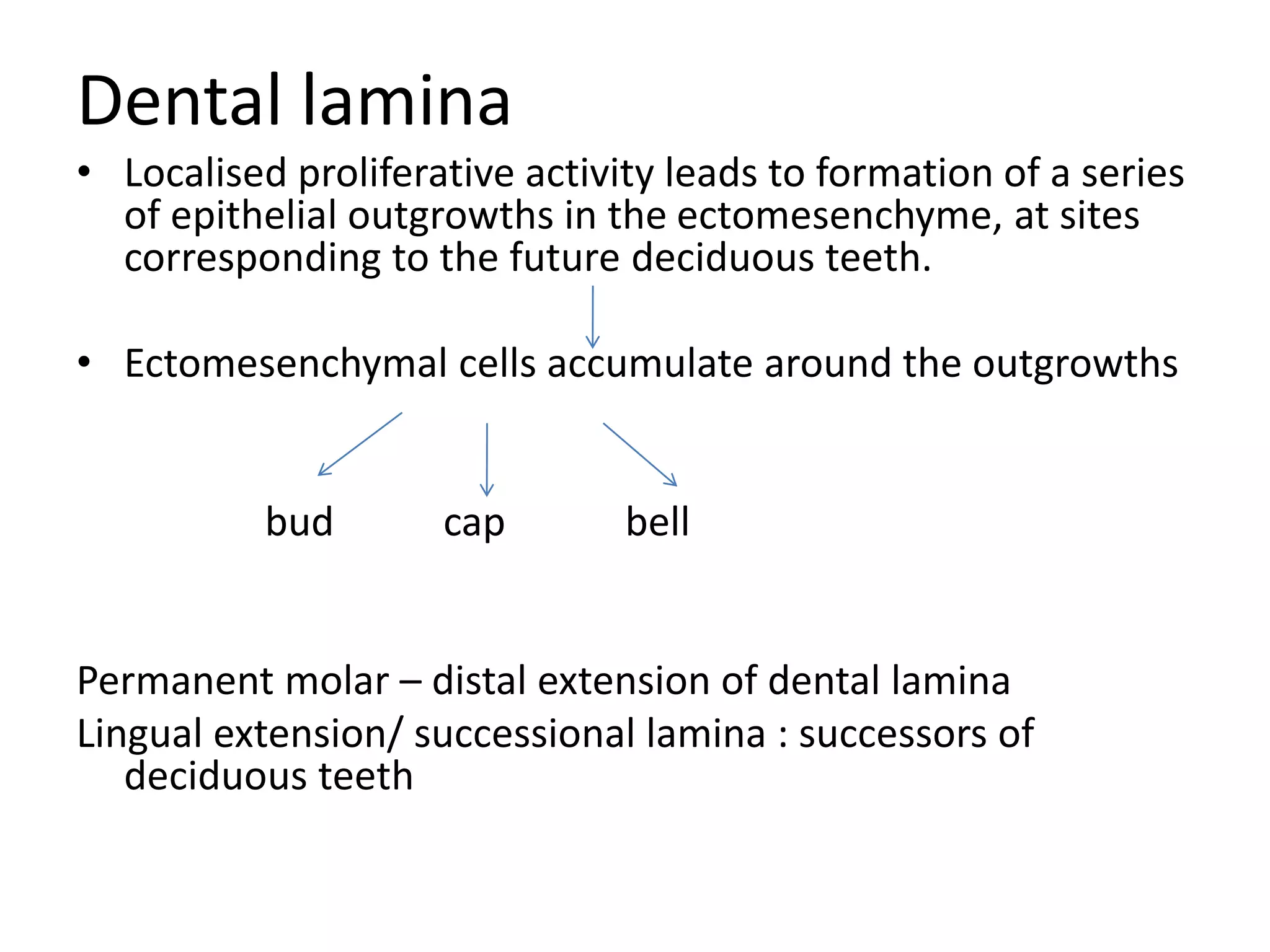 Tooth development | PPTX