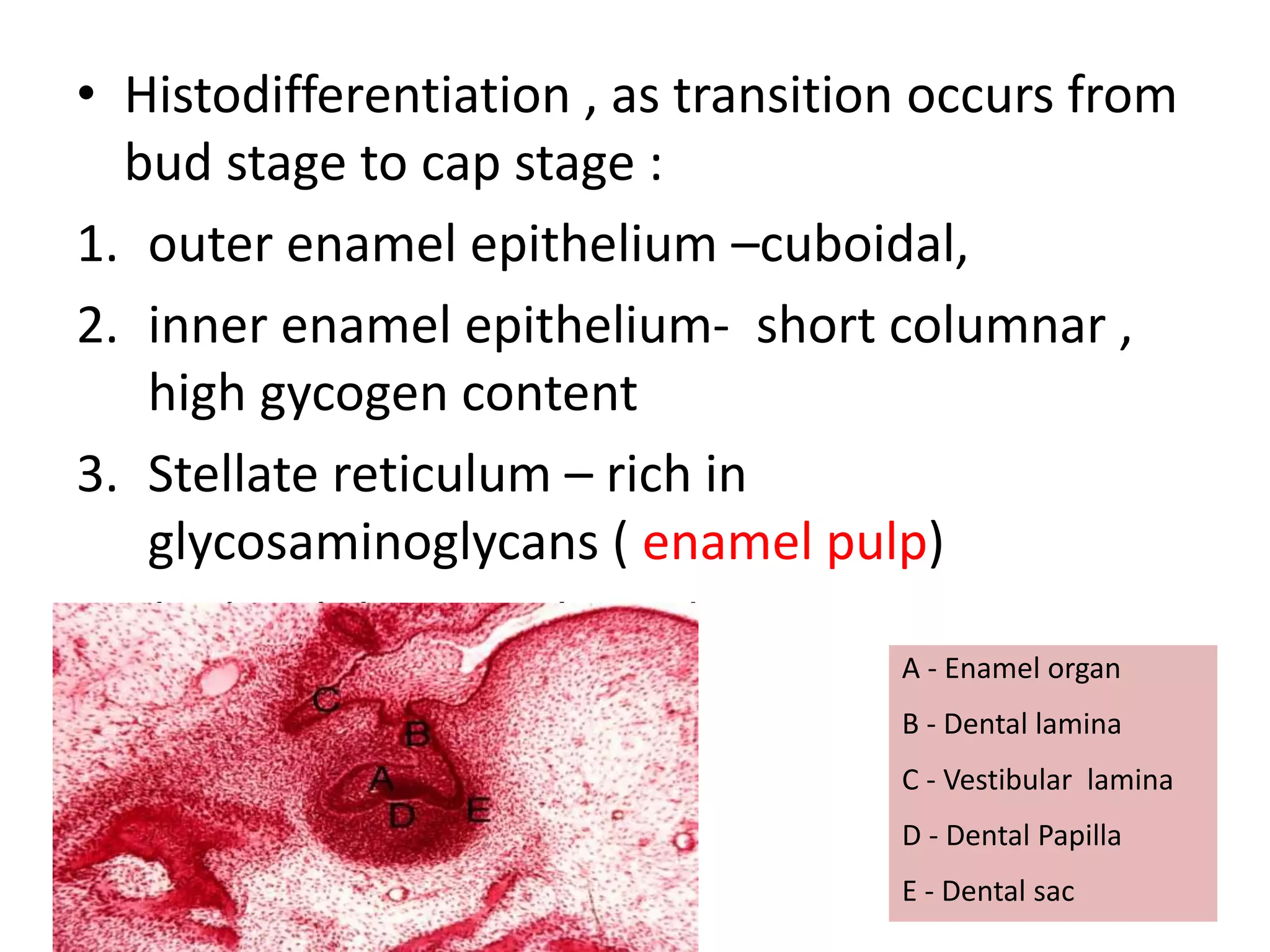 Tooth development | PPTX
