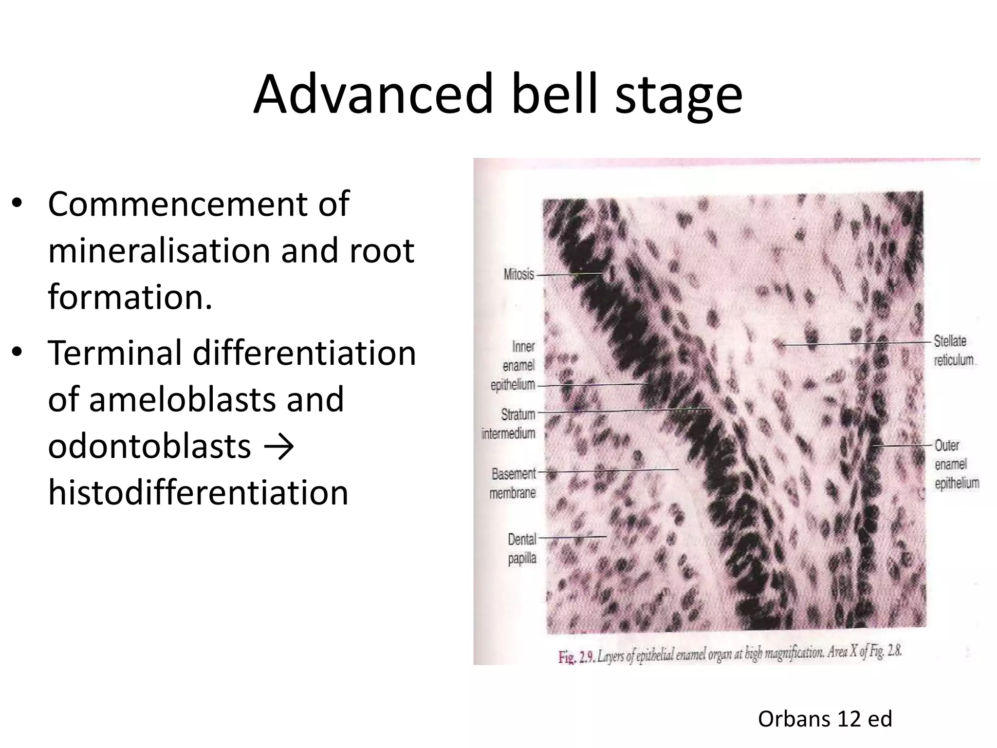 Tooth development | PPTX
