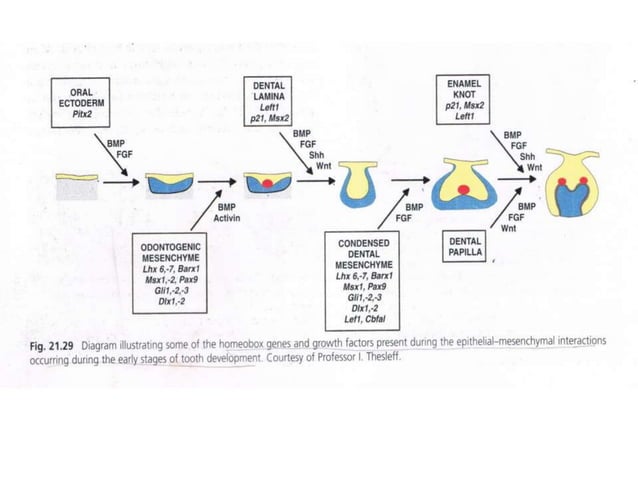 Tooth development | PPTX | Dental Health | Diseases and Conditions