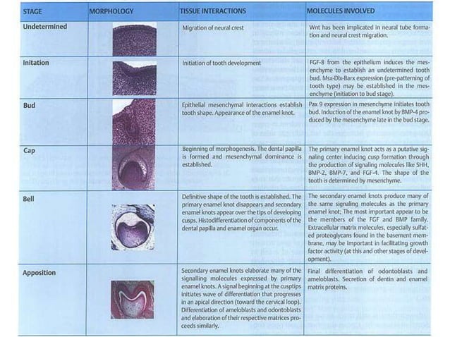 Tooth development | PPTX | Dental Health | Diseases and Conditions